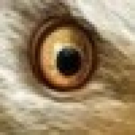 Dev Community - DevDojo