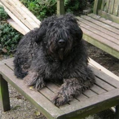 Bullace's Profile - @bullace